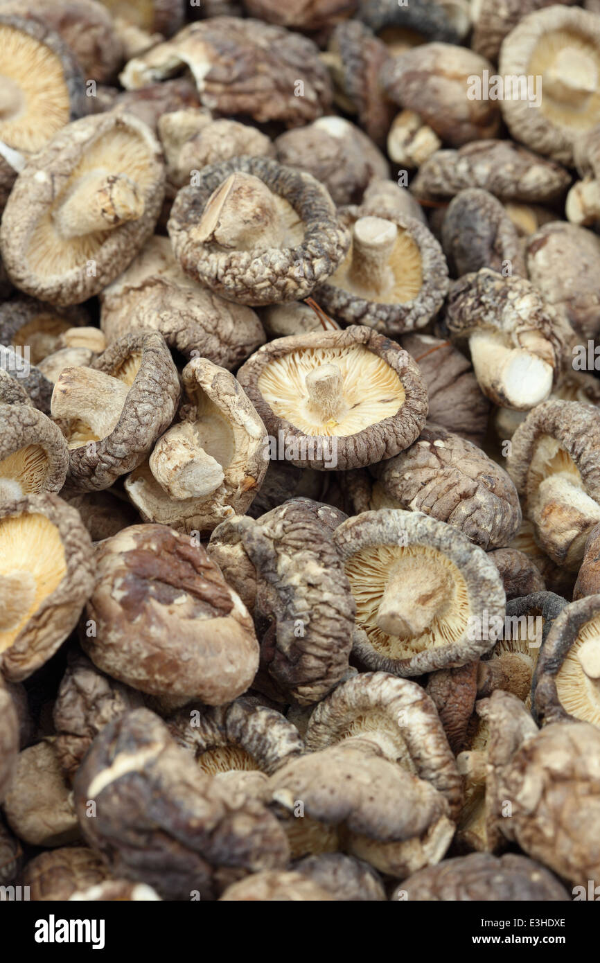 Lentinus edodes hi-res stock photography and images - Alamy