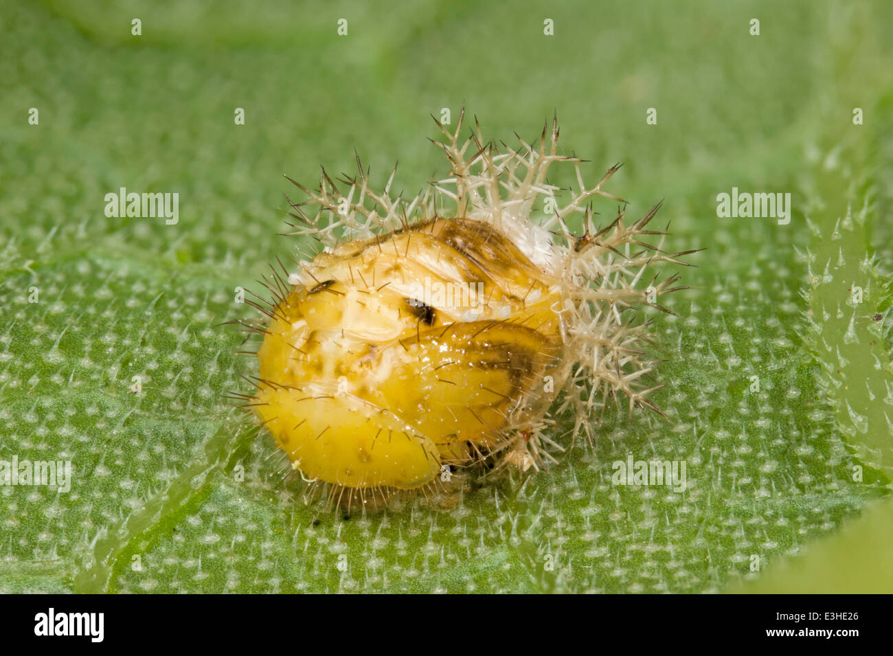 Pupa of leaf eating ladybird beetle (ladybug Stock Photo - Alamy