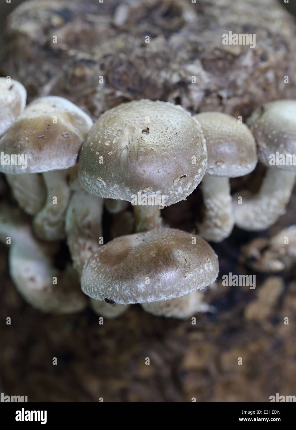 Shiitake mushrooms in mushroom farm Stock Photo - Alamy