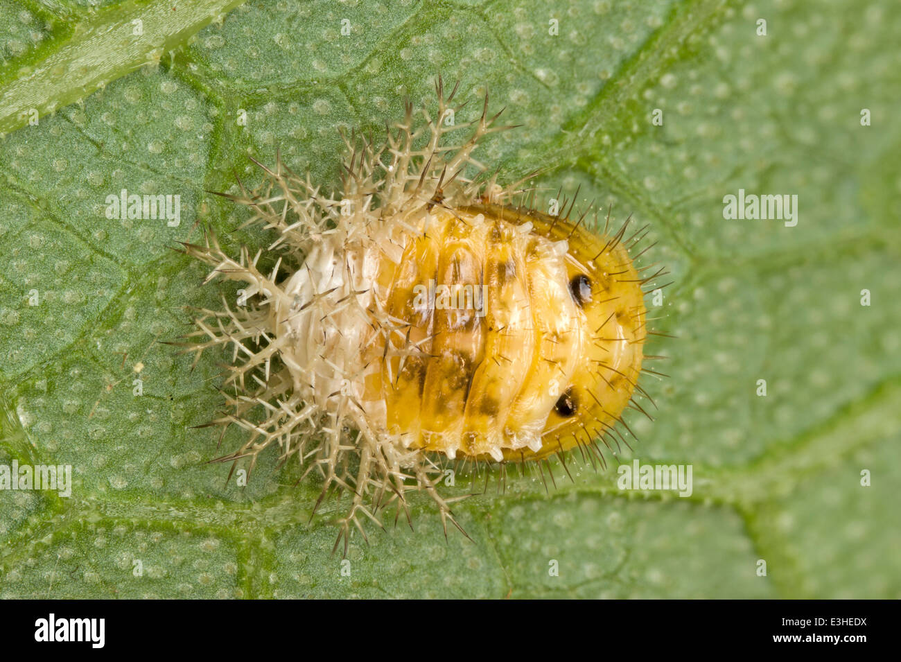 Pupa of leaf eating ladybird beetle (ladybug Stock Photo - Alamy