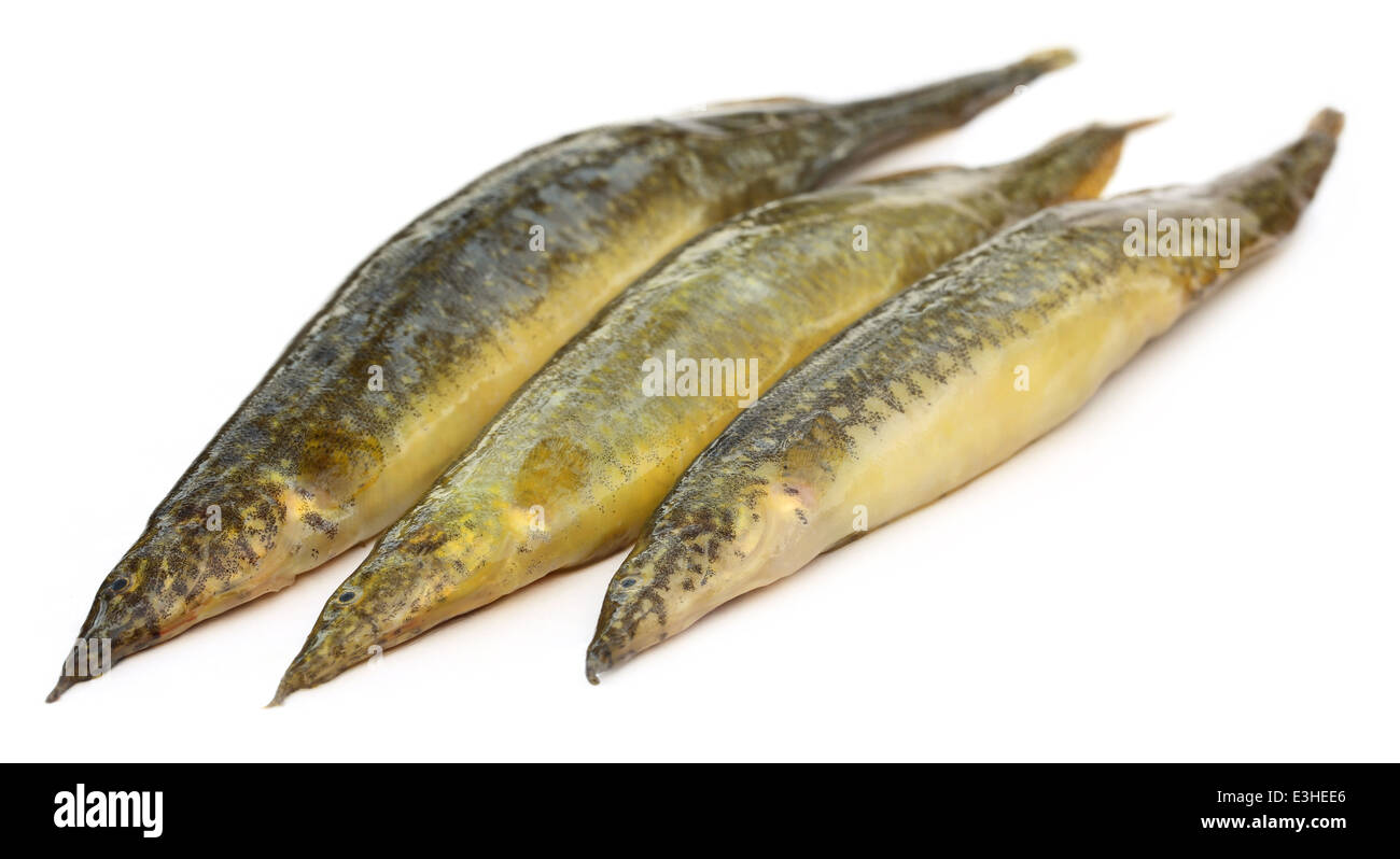 Anguilla bengalensis hi-res stock photography and images - Alamy