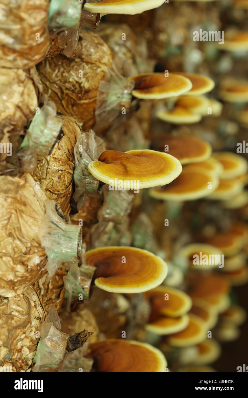 Lingzhi mushrooms hi-res stock photography and images - Alamy