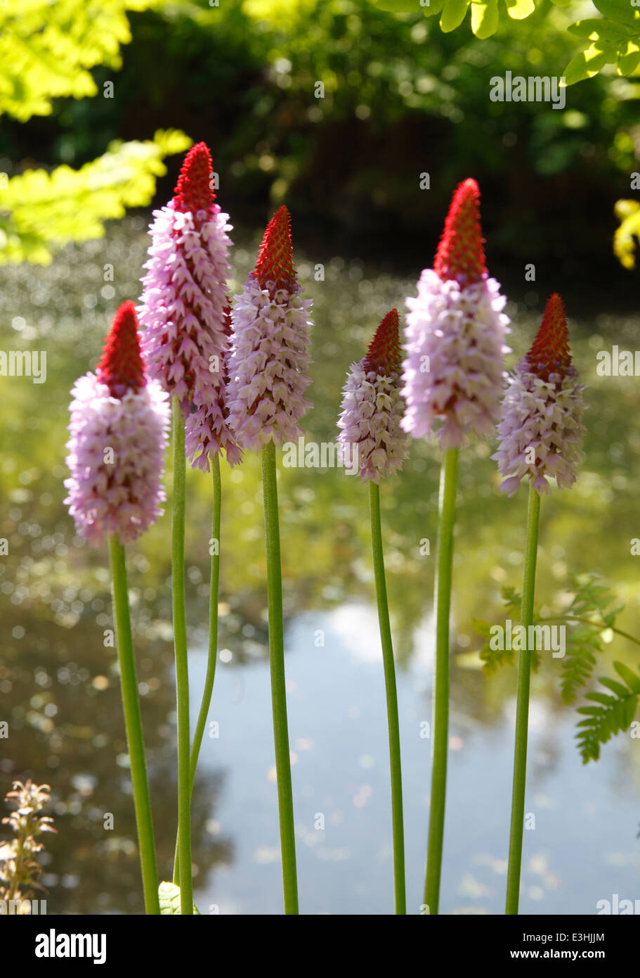 Vialli High Resolution Stock Photography and Images - Alamy