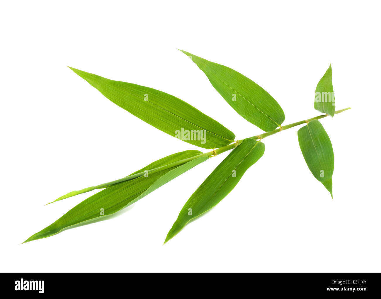 bamboo branch isolated on white Stock Photo - Alamy