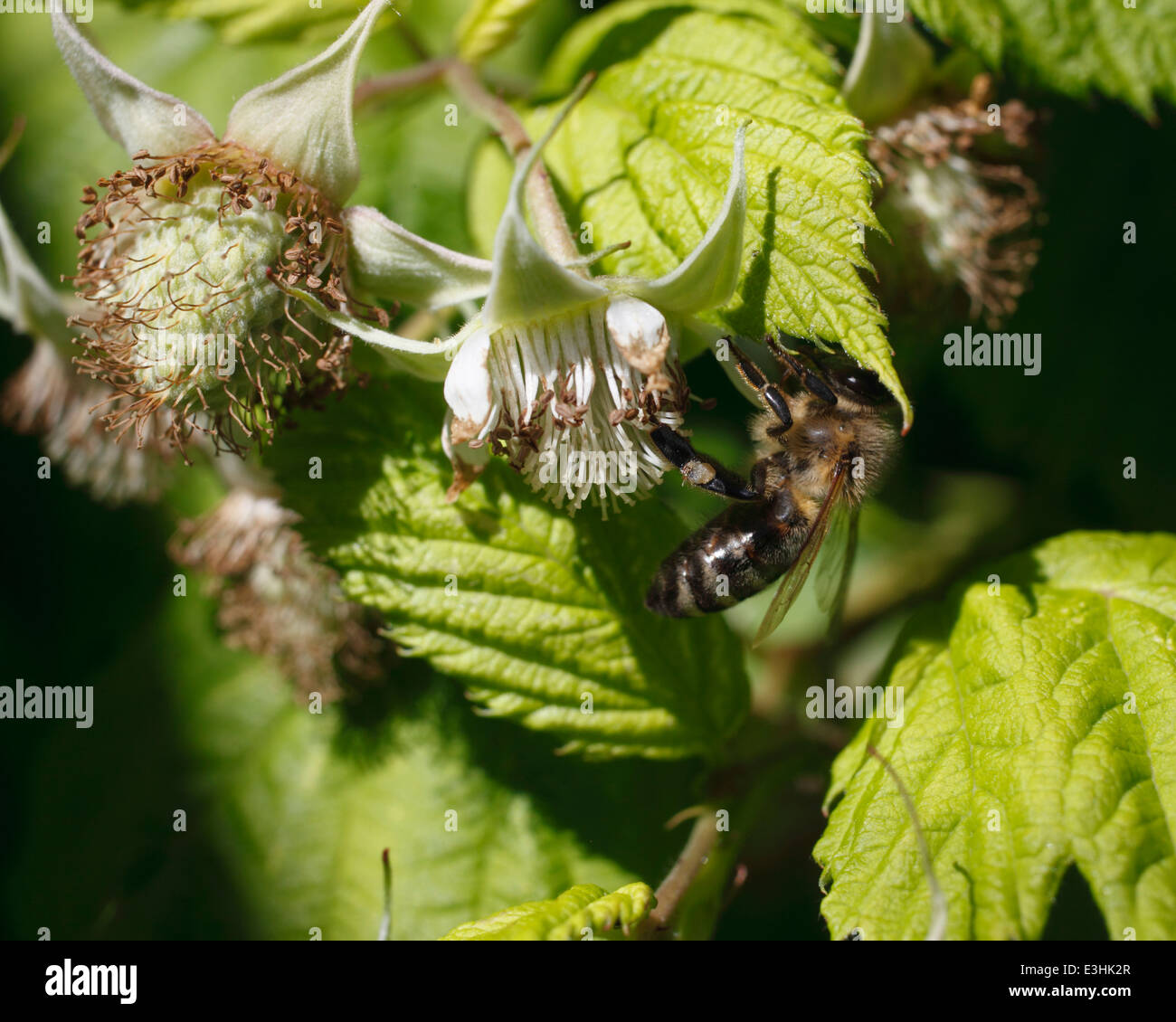 Apis mellifera Honey bee taking nectar from raspberry flower Stock ...