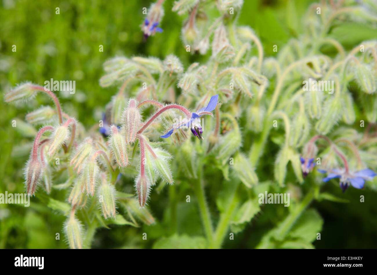 Borage flowers (borago officinalis) on nature background Stock Photo ...