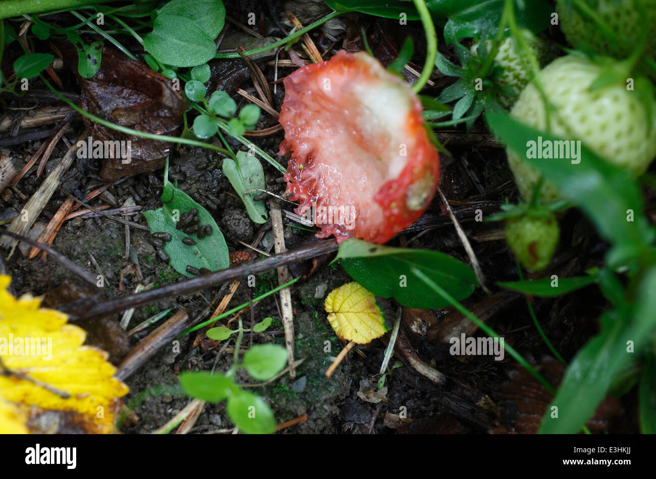 Mice eaten hi-res stock photography and images - Alamy