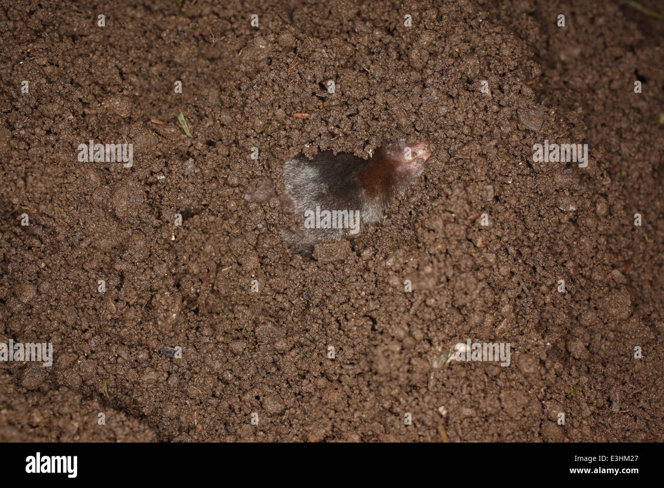 Mole hunting hi-res stock photography and images - Alamy