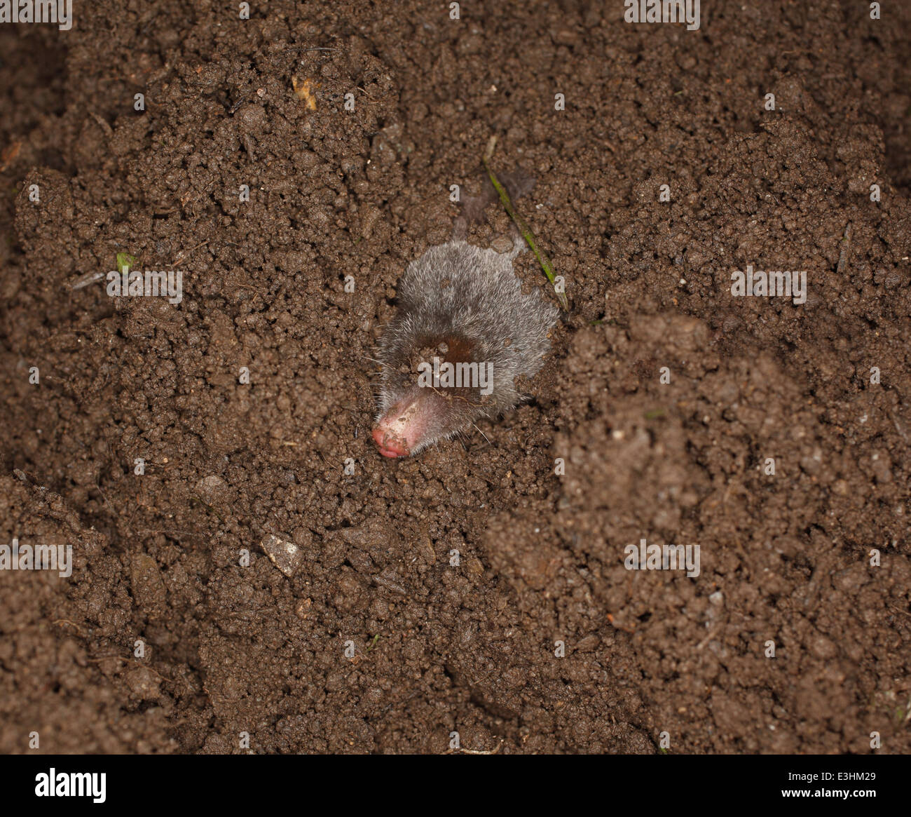 Talpa europaea Mole coming out of soil at night Stock Photo - Alamy