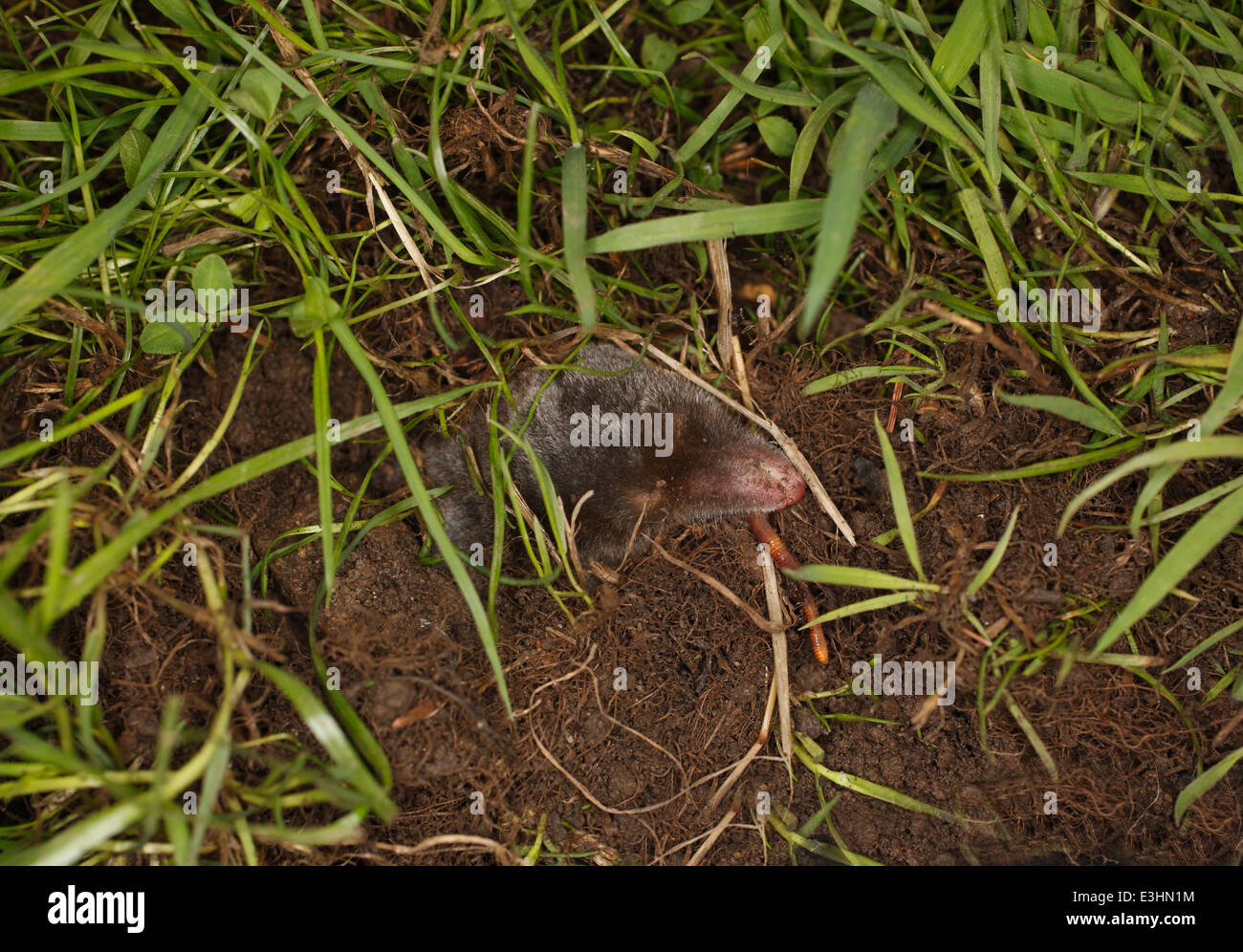 Talpa europaea Mole eating earthworm on lawn Stock Photo - Alamy