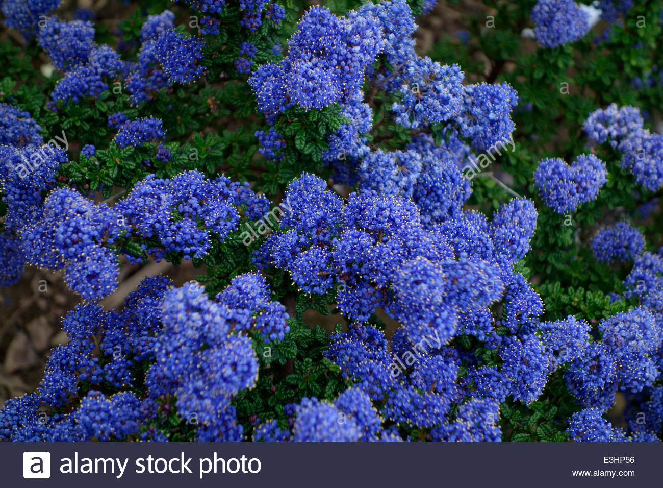 Ceanothus 'Puget Blue' Stock Photo: 71076018 - Alamy