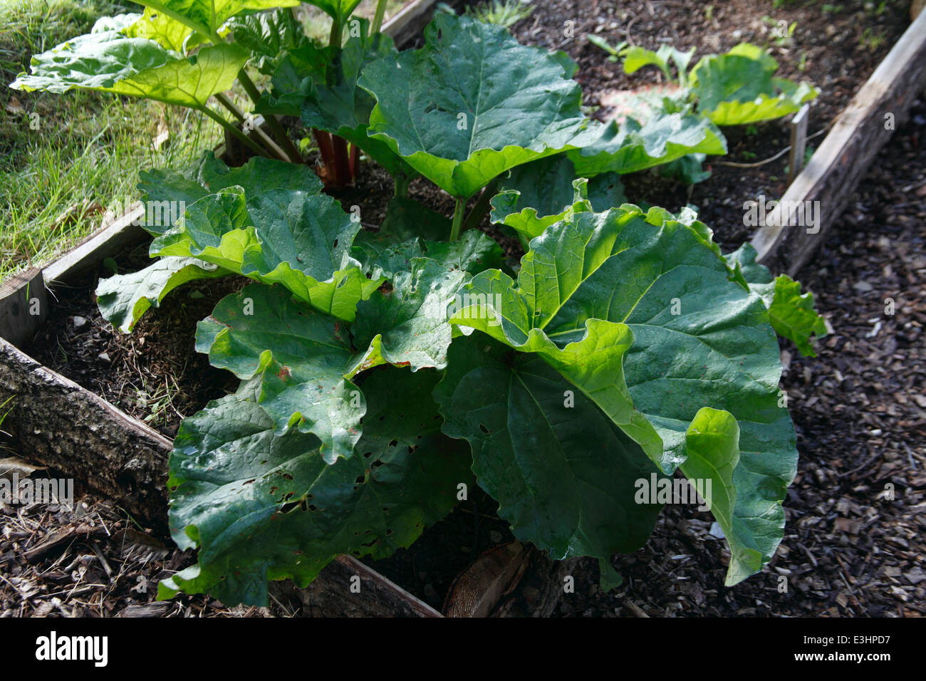 Rhuem rhubarbarum 'Suttons seedless' Rhubarb close up of first year ...