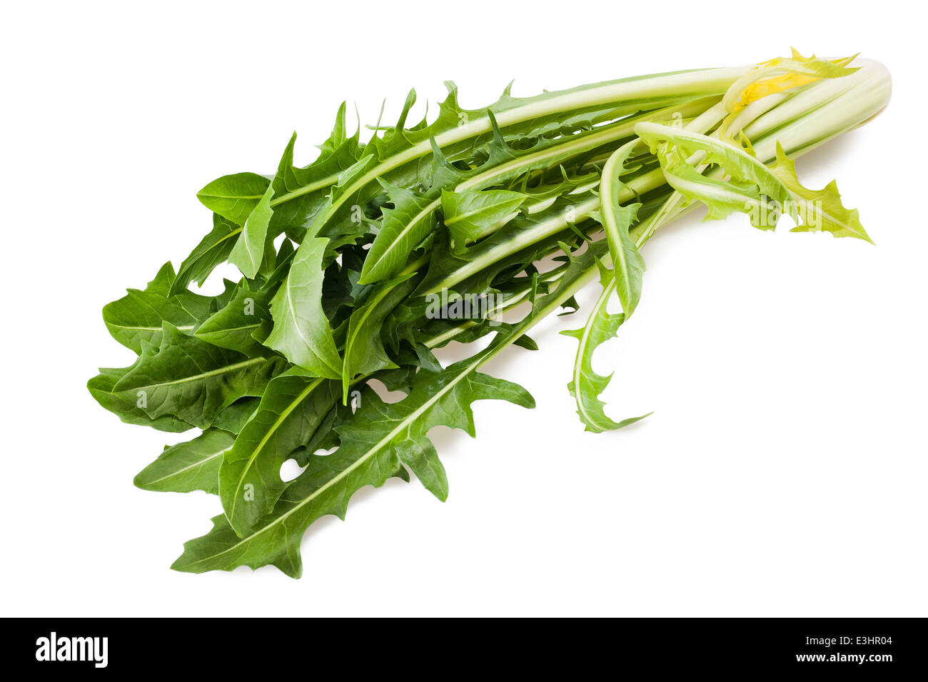 Catalogna chicory isolated on white Stock Photo - Alamy