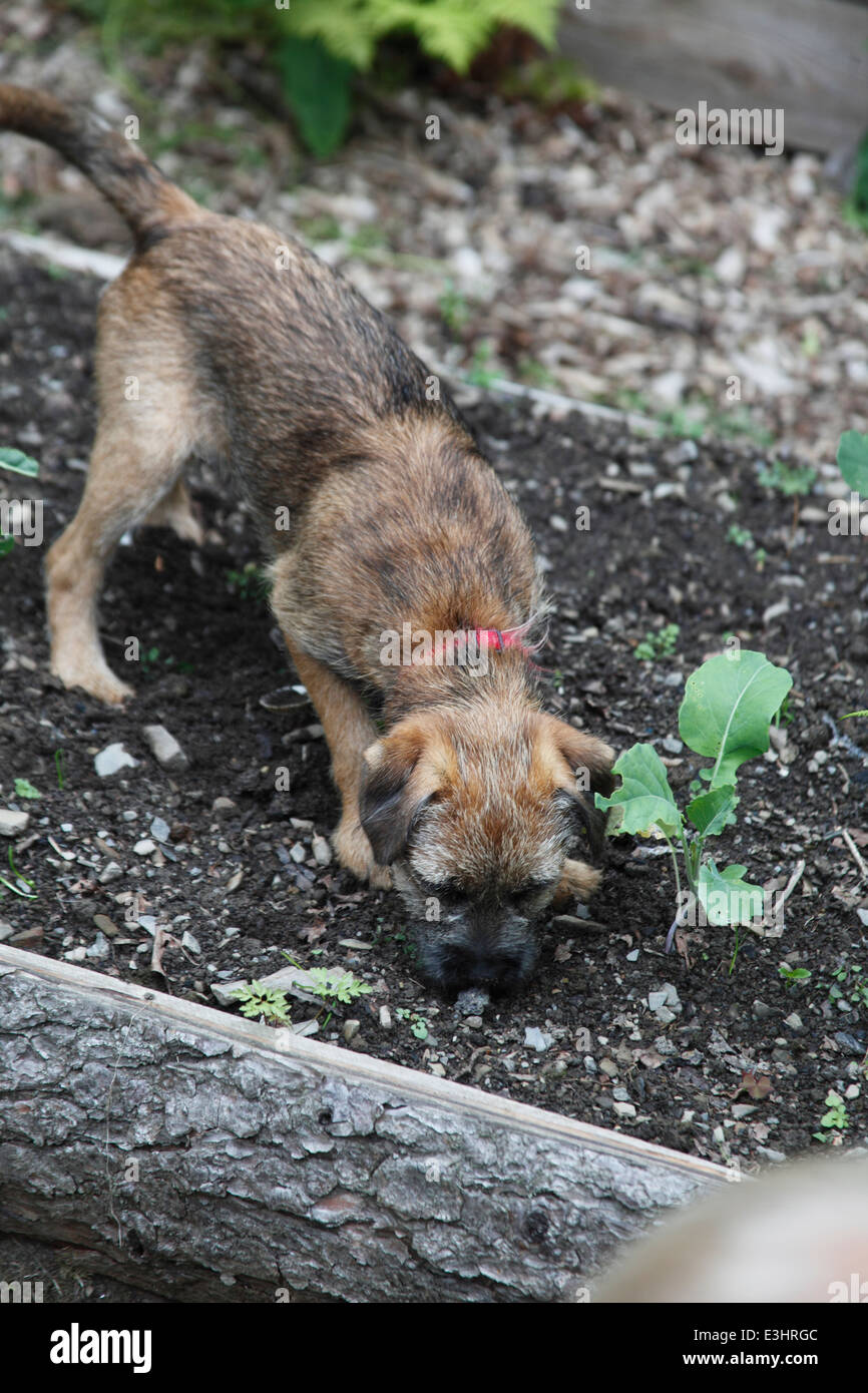 Border terrier puppy digging amongst recently planted broccoli plants ...