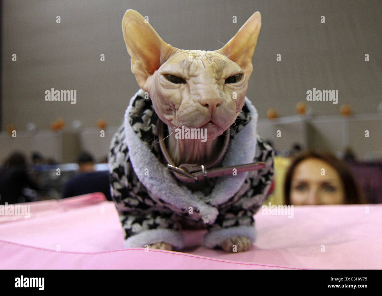 The International Cat Exhibition in Bulgaria Where: Varna, Bulgaria ...