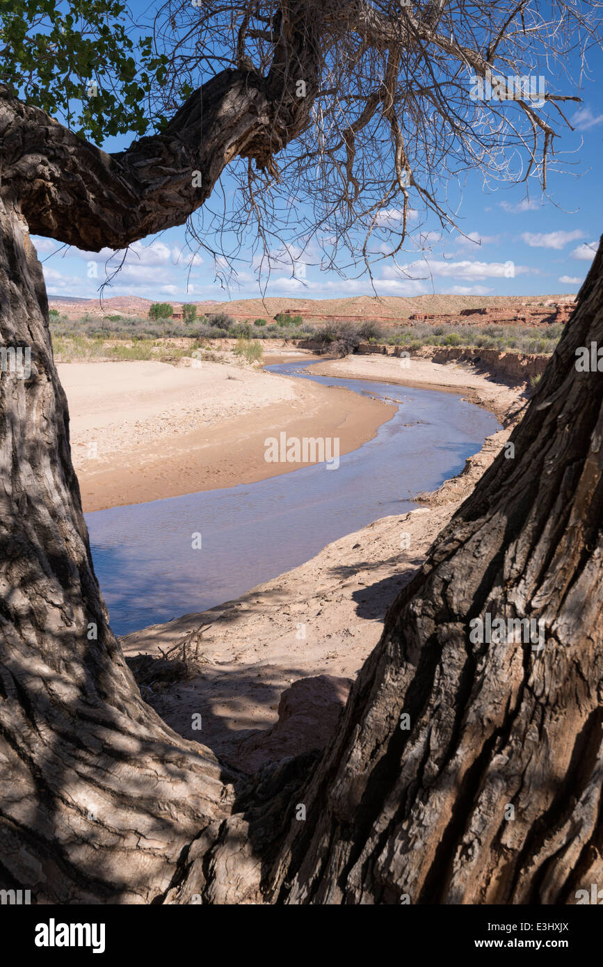 Paria River and cottonwood tree in the desert of Southern Utah Stock ...