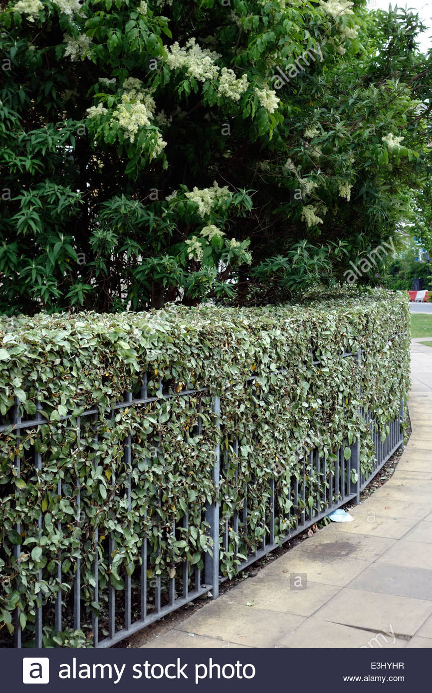 Elaeagnus Ebbingei Stock Photos & Elaeagnus Ebbingei Stock Images - Alamy