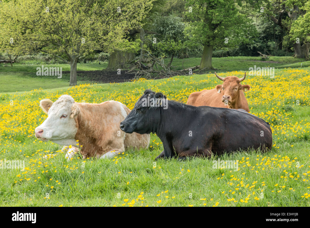 Lying Cows High Resolution Stock Photography and Images - Alamy
