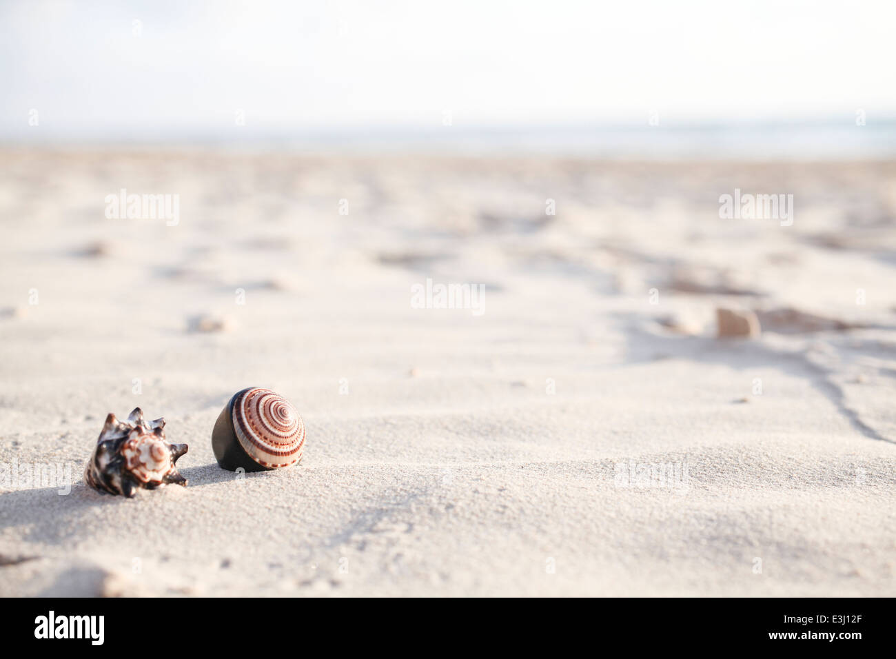 Seashells on the sand on a beach Stock Photo - Alamy