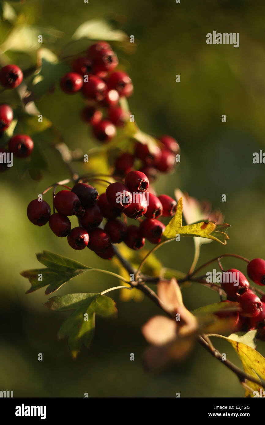 Hawthorn crataegus monogyna may tree whitethorn quickthorn hi-res stock photography and images ...