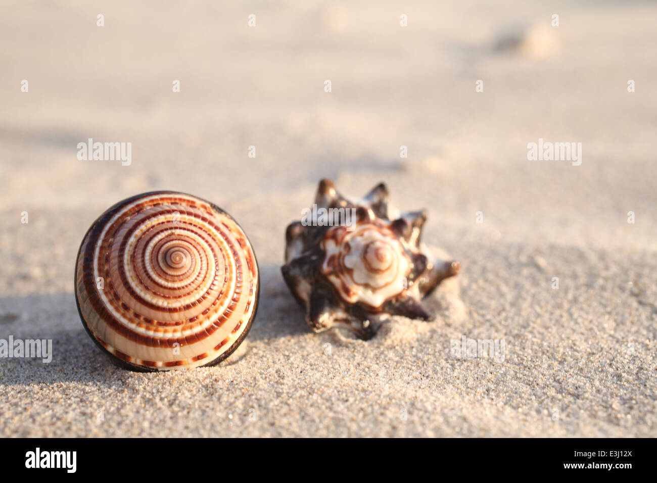 Shell beaches hi-res stock photography and images - Alamy