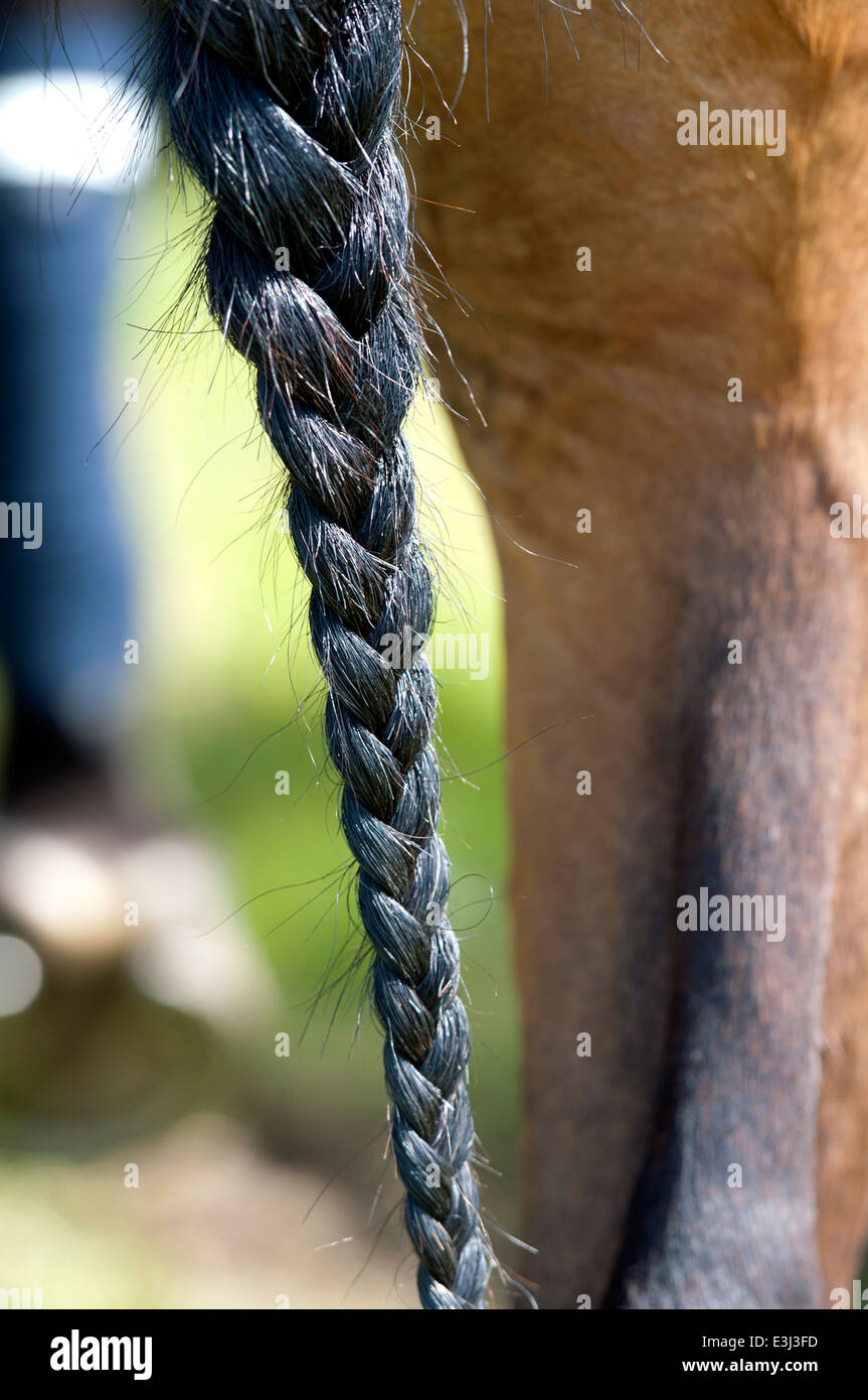 Plaited horse hi-res stock photography and images - Alamy