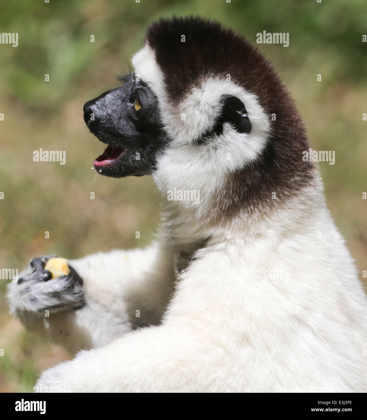 Verreauxs Sifaka White Sifaka Propithecus Stock Photos & Verreauxs ...