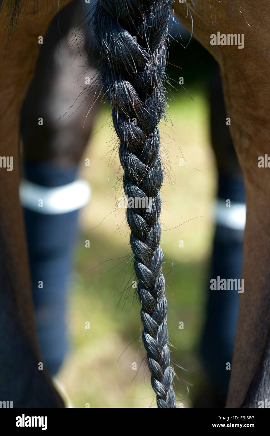 Plaited tail of a polo pony Stock Photo - Alamy