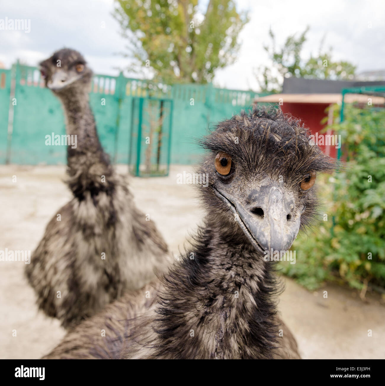 Funny ostriches hi-res stock photography and images - Alamy