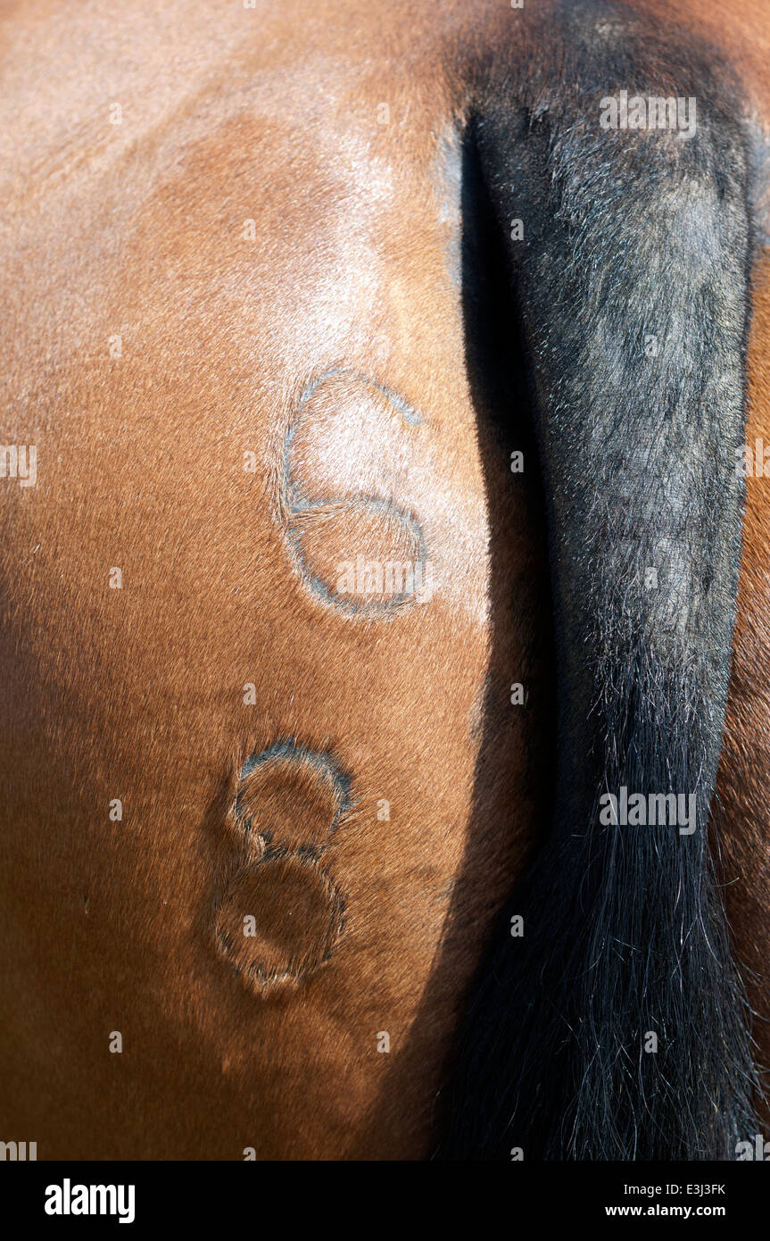 Polo pony branded with a number Stock Photo - Alamy