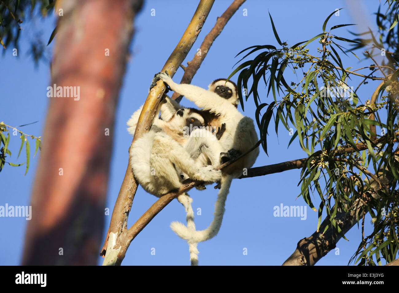 Madagascar, Verreaux's Sifaka (Propithecus verreauxi Stock Photo - Alamy