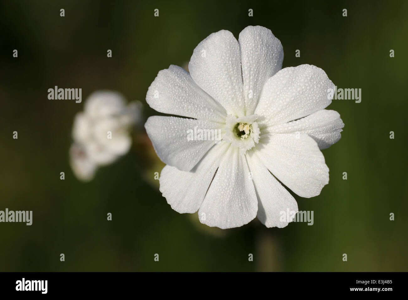 Silene Alba High Resolution Stock Photography and Images - Alamy