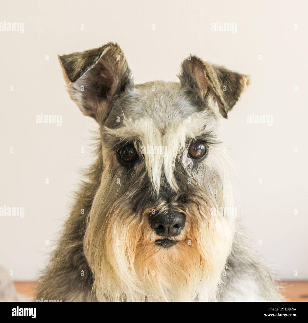 Salt and Pepper Schnauzer head portrait very appealing Stock Photo - Alamy