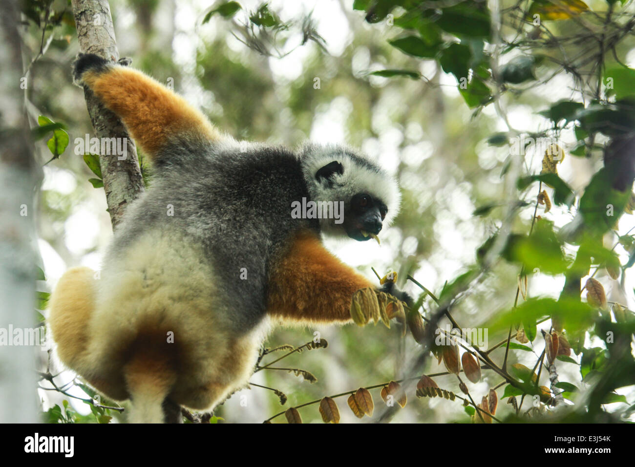 Madagascar, Coquerel's sifaka (Propithecus verreauxi coquereli Stock ...