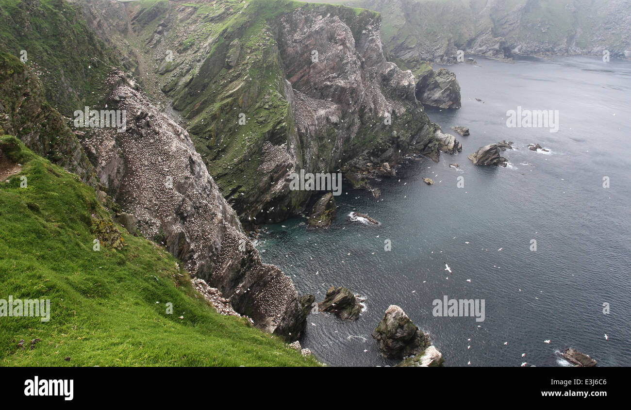 Coast of Hermaness National Nature Reserve Unst Shetland Scotland June ...