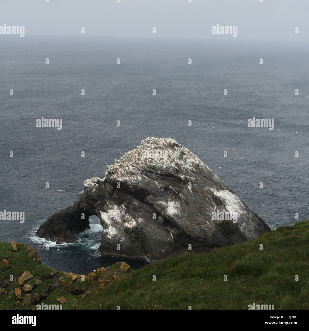 Humla Stack Hermaness Unst Shetland Scotland June 2014 Stock Photo - Alamy
