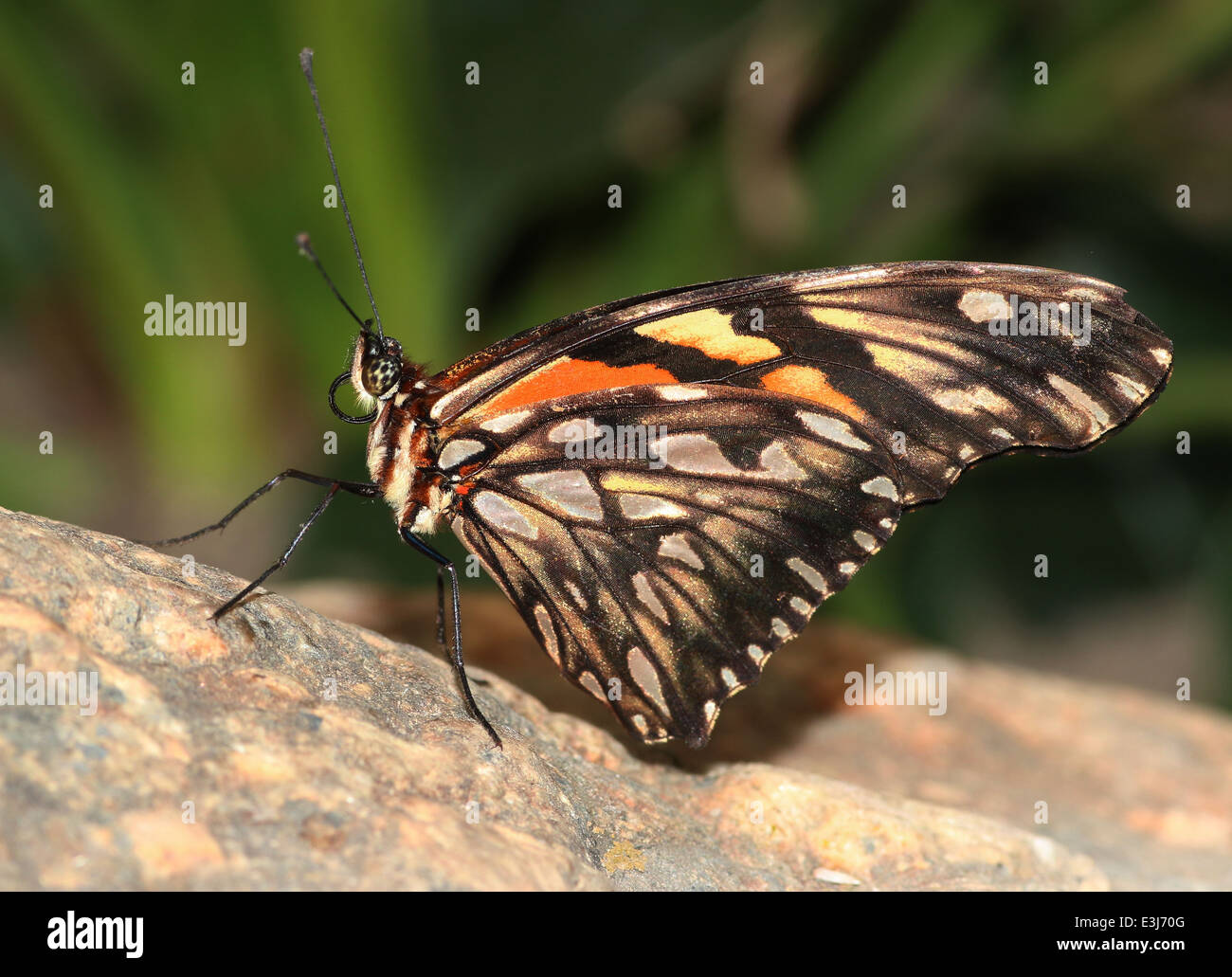 Juno Heliconian Longwing butterfly (Dione juno) a.k.a. Scarce Silver ...