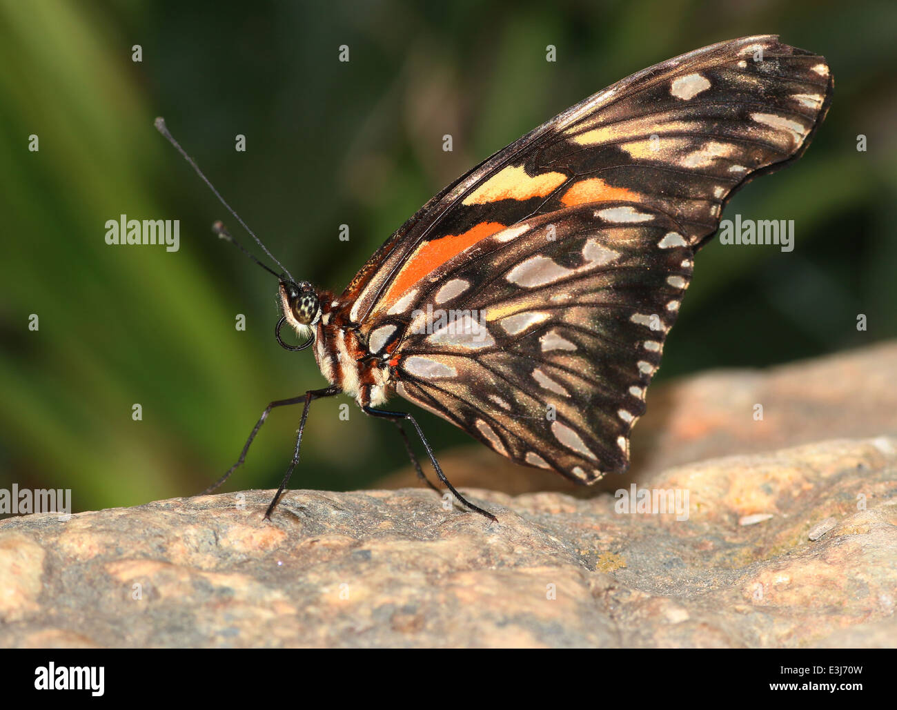 Juno Heliconian Longwing butterfly (Dione juno) a.k.a. Scarce Silver ...