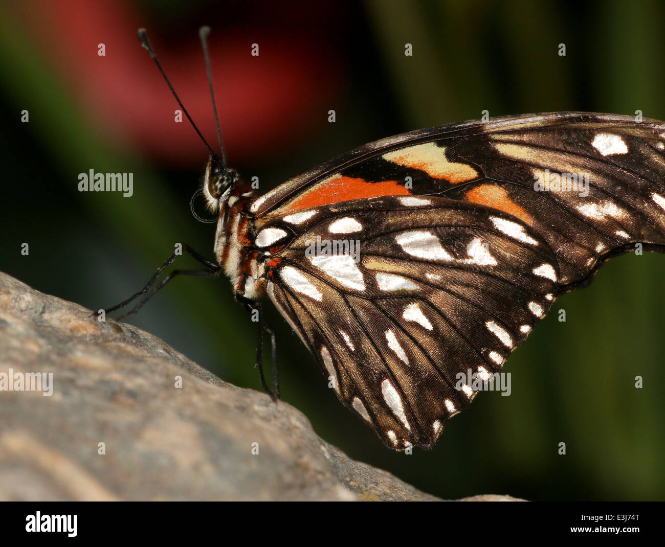 Juno Heliconian Longwing butterfly (Dione juno) a.k.a. Scarce Silver ...