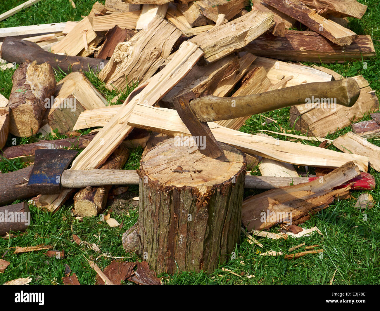 A lumberjack axe in a chopping block with split firewood around it ...