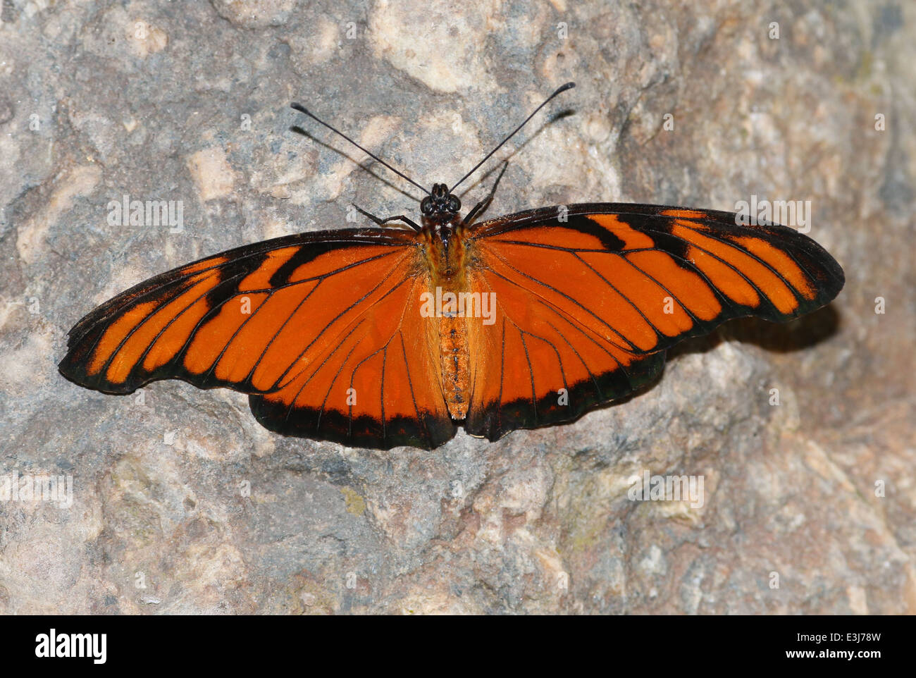 Juno Heliconian Longwing butterfly (Dione juno) a.k.a. Scarce Silver-spotted Flambeau or Juno ...