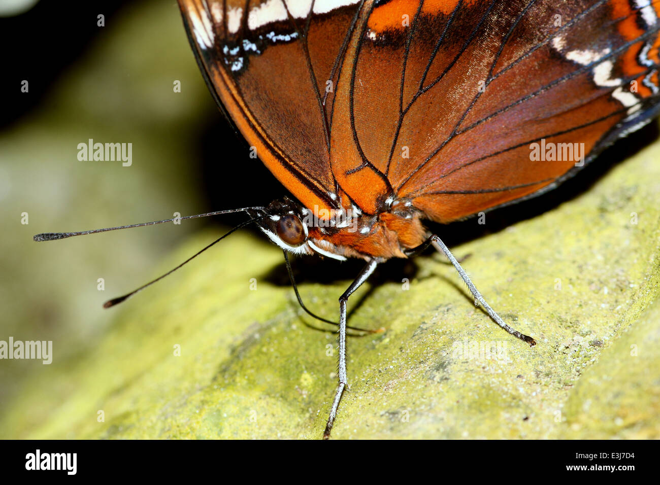 Extreme close-up of a Rusty-tipped Page (Siproeta epaphus) a.k.a. Black ...