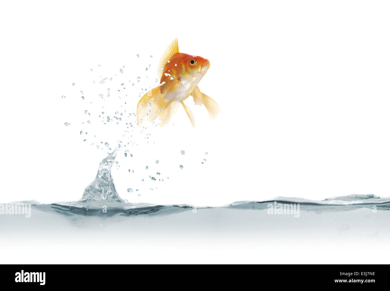 jumping out fish on white background Stock Photo - Alamy