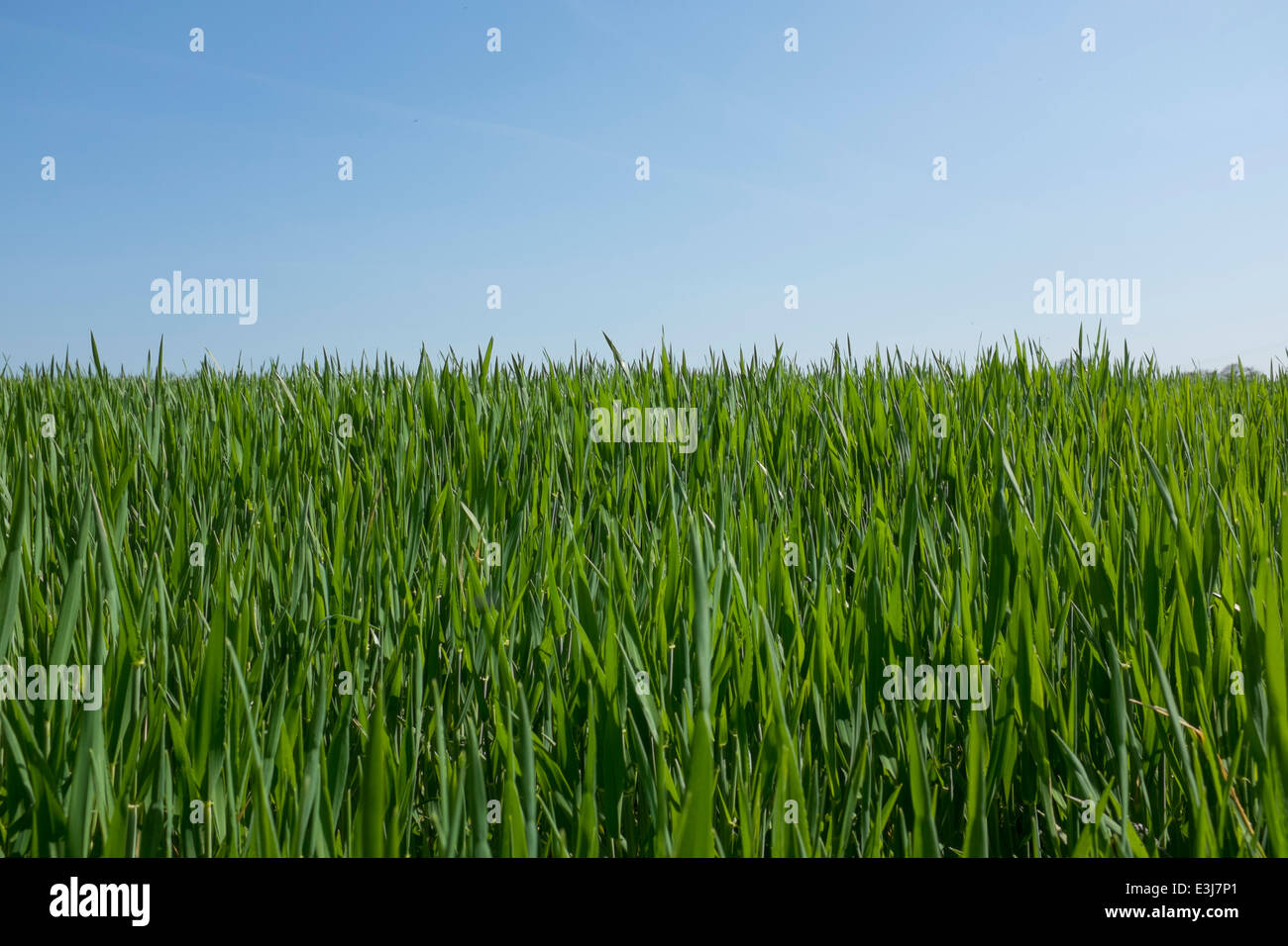 Crop in a field Stock Photo - Alamy