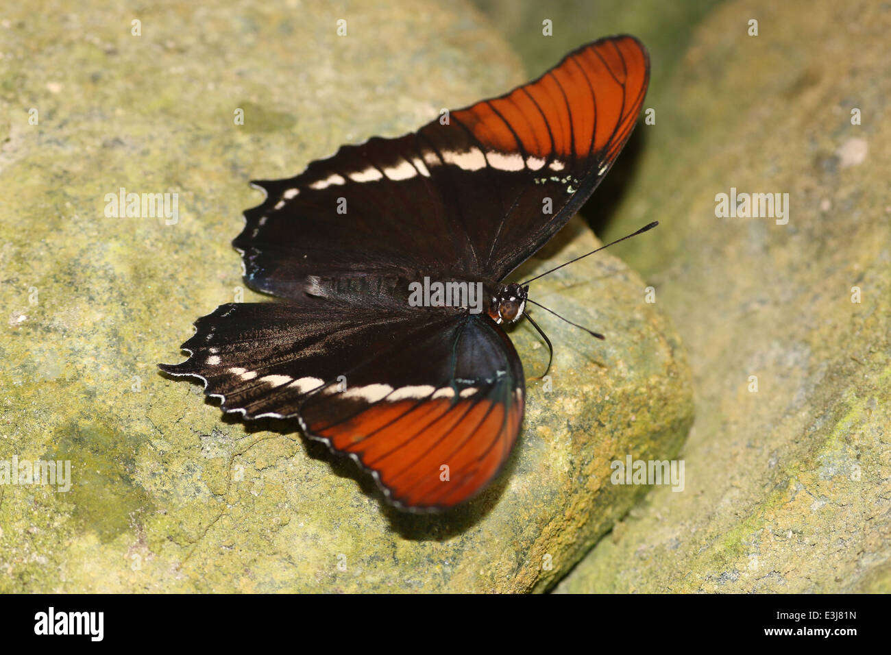 Black tipped wings hi-res stock photography and images - Alamy