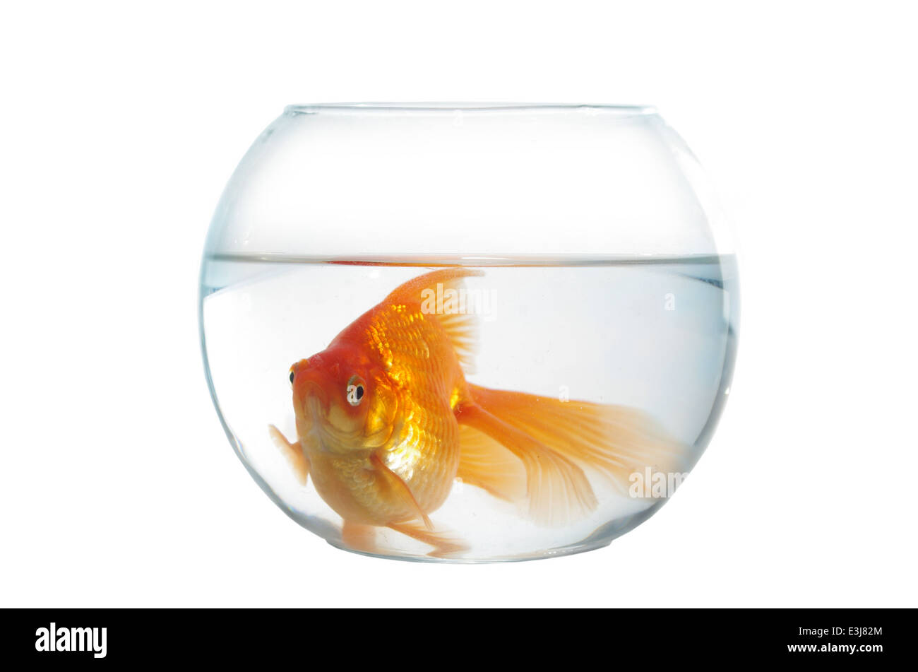gold fish in spherical aquarium on white background Stock Photo - Alamy