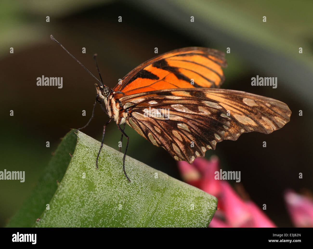 Silverspot silverspot hi-res stock photography and images - Alamy