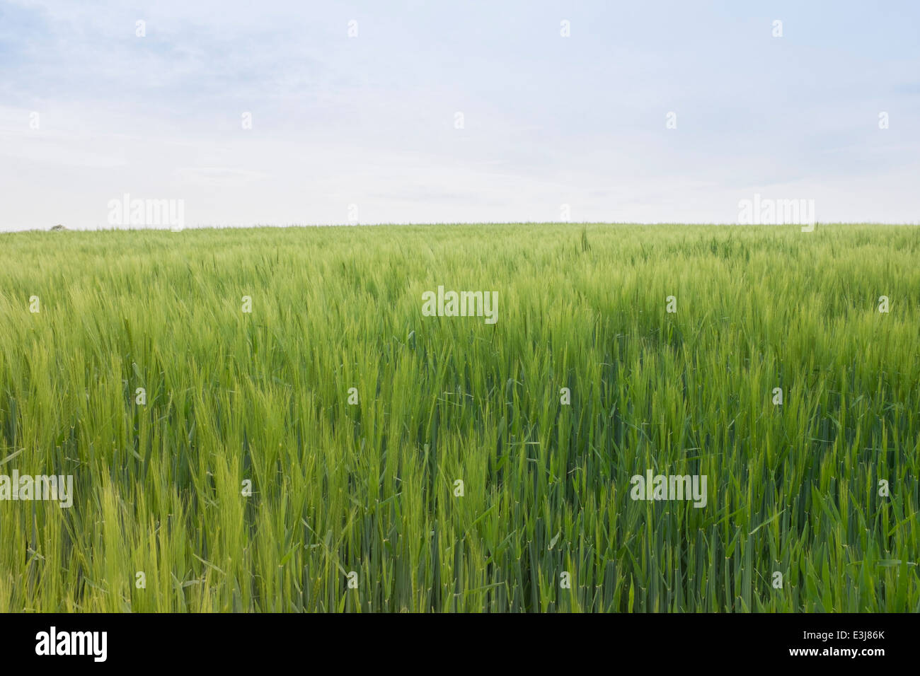 Field of crops Stock Photo - Alamy