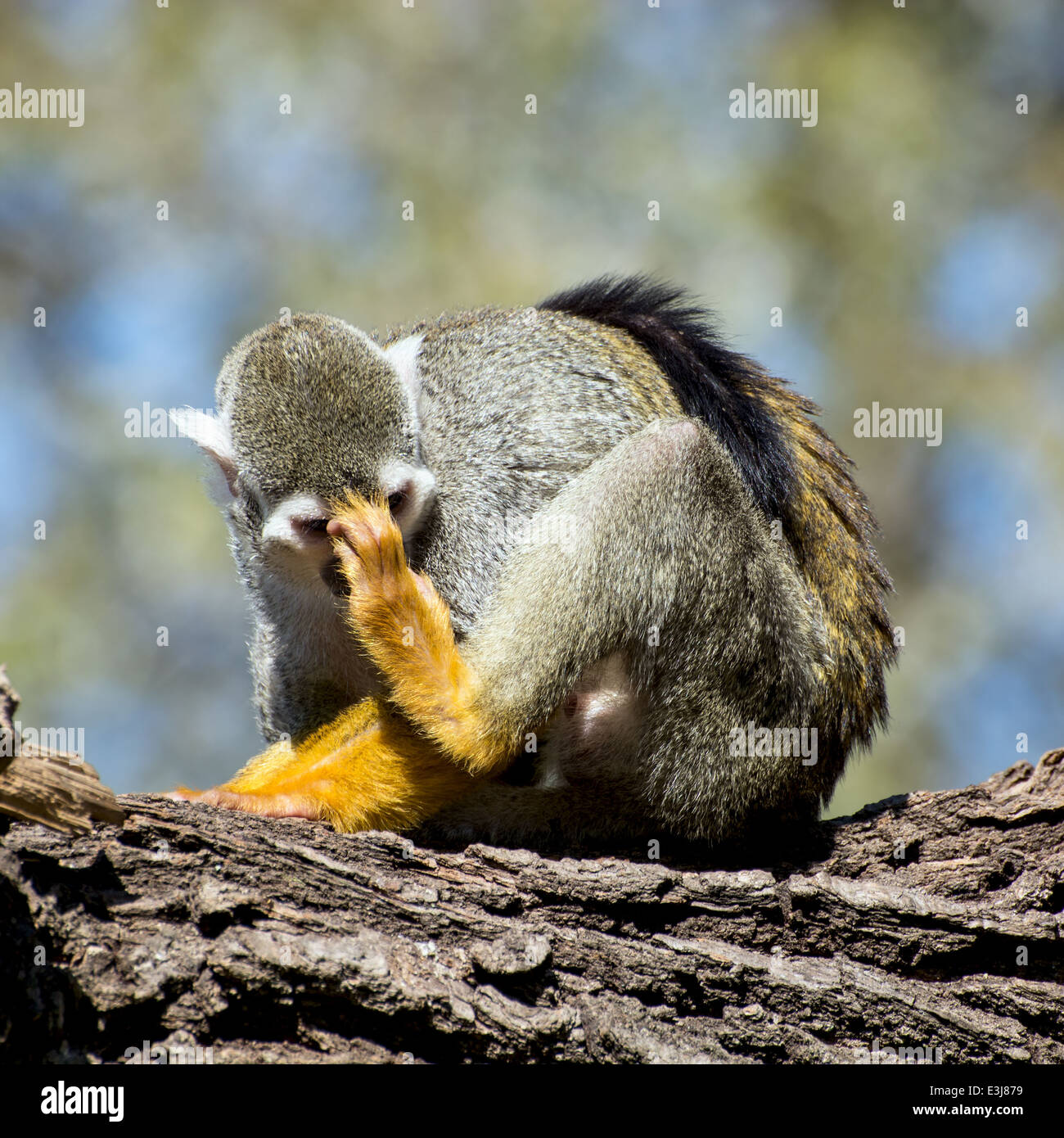 Monkey Scratching Its Head High Resolution Stock Photography and Images ...