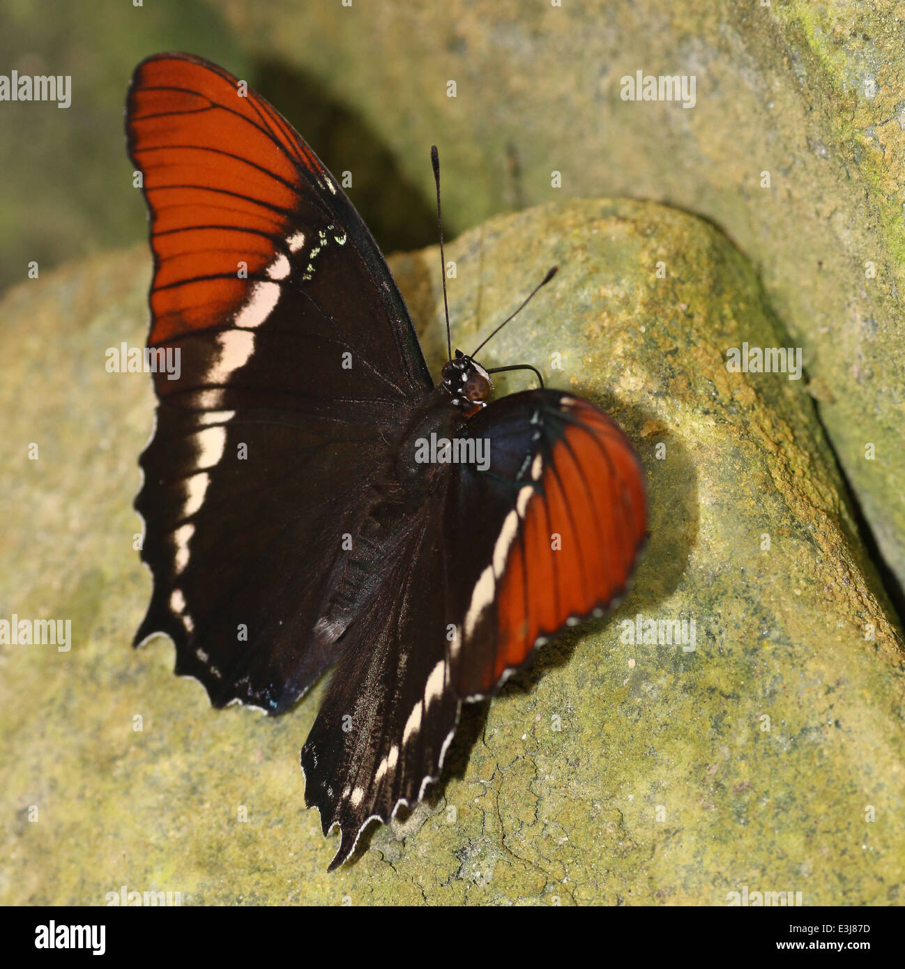 Rusty tipped page butterfly hi-res stock photography and images - Alamy